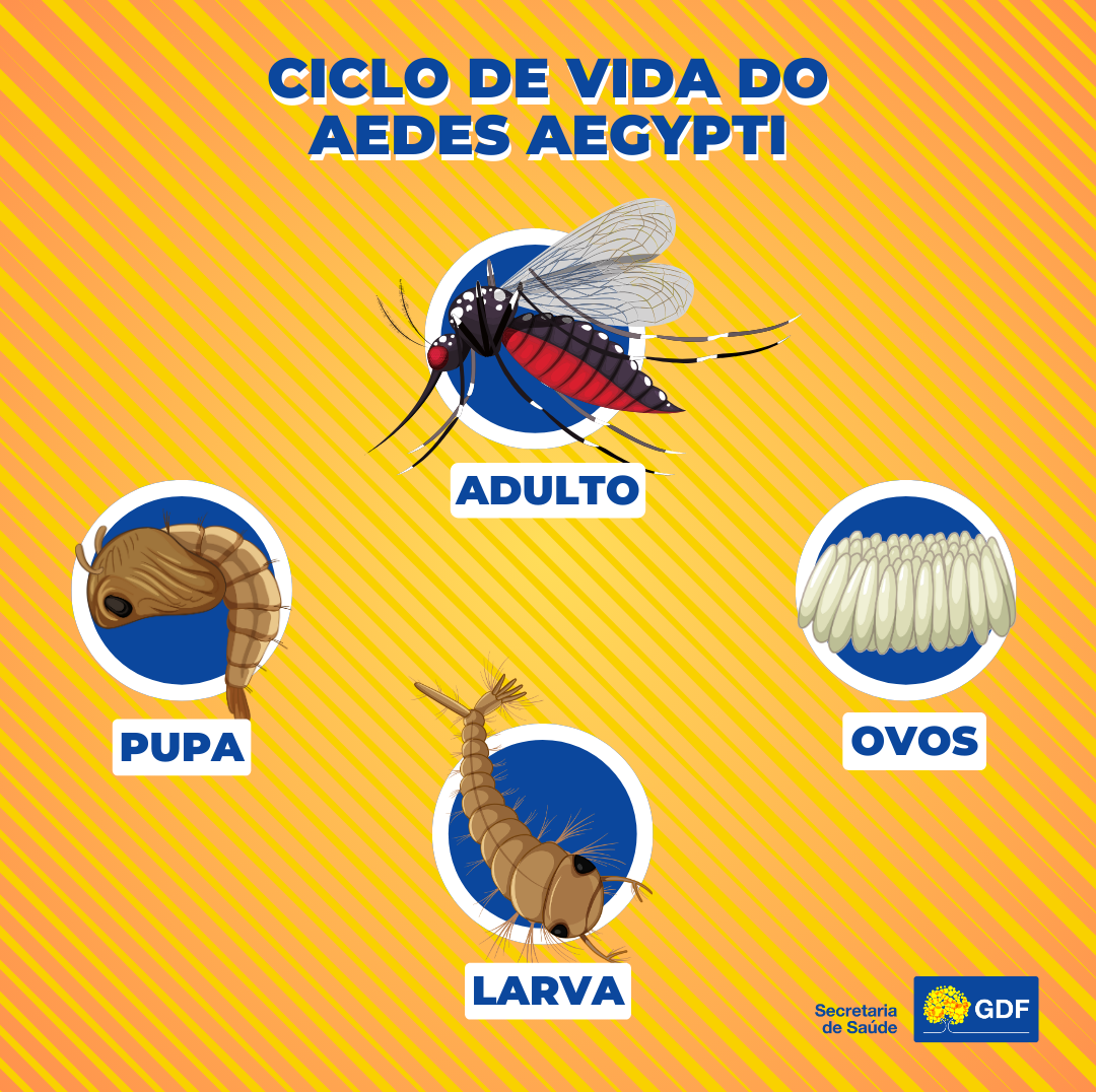 Saiba tudo sobre o mosquito Aedes aegypti - Secretaria de Saúde do ...